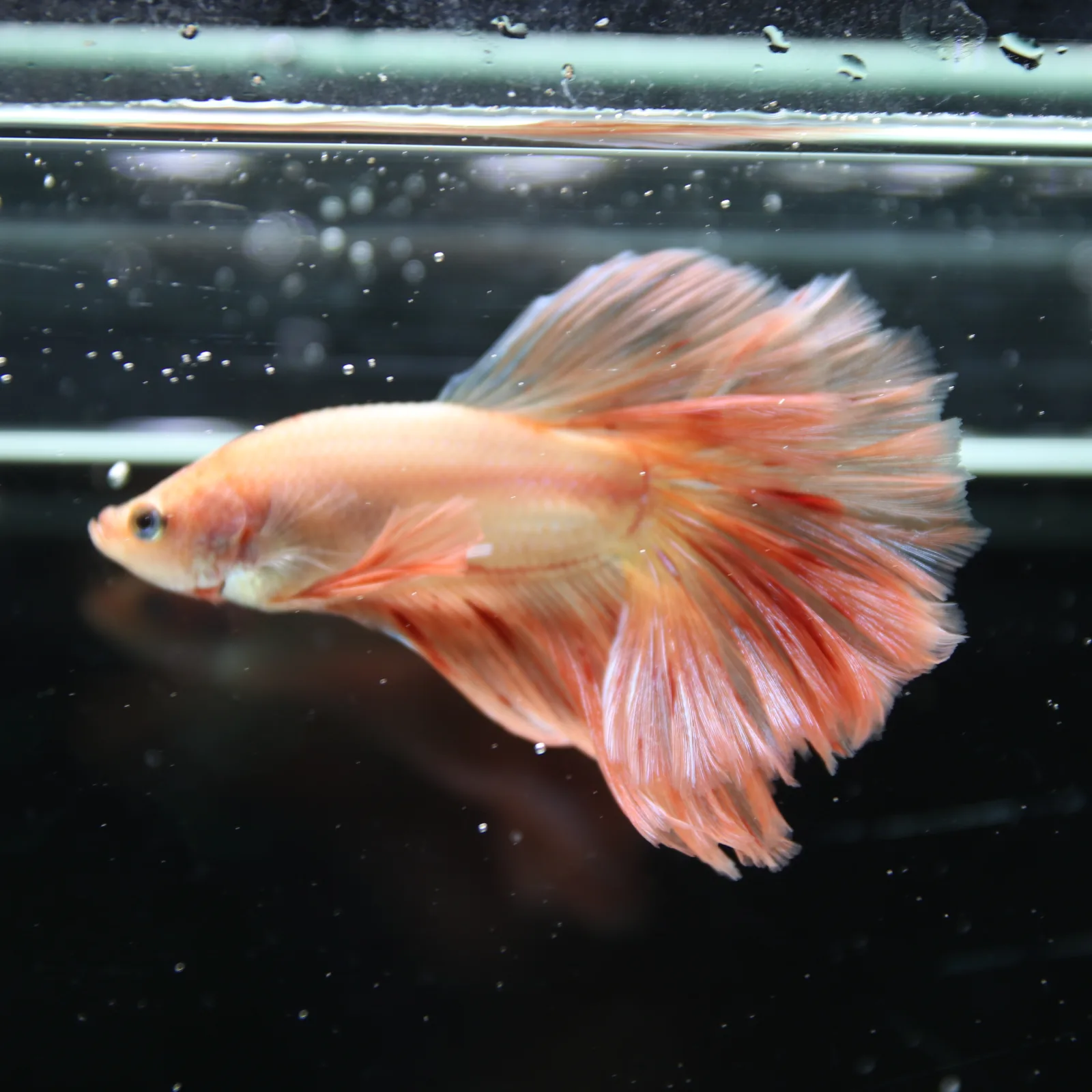 Betta Spendens Fancy HalfMoon RoseTail Pink HM Male HMPK-BL-2905226-011 ...